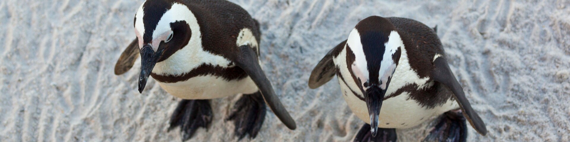 Dois pinguins em uma praia arenosa.