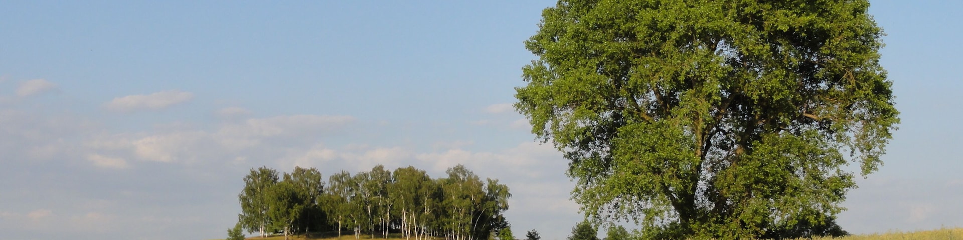 Endmoränenhügel bei Taucha / Sehlis