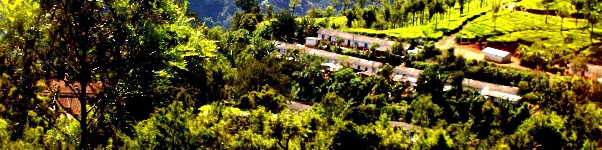 Coonoor in the state of Tamil Nadu in South India is a Hill Destination in the Nilgiri Ranges.
The Place is famous for its Tea Cultivation .