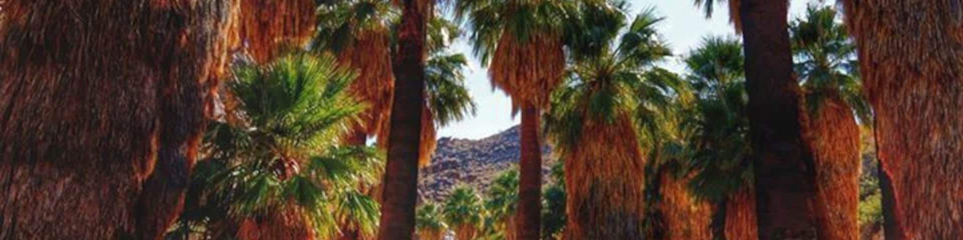 #Troveon hiking the Indian Canyons in December, only in Palm Springs.