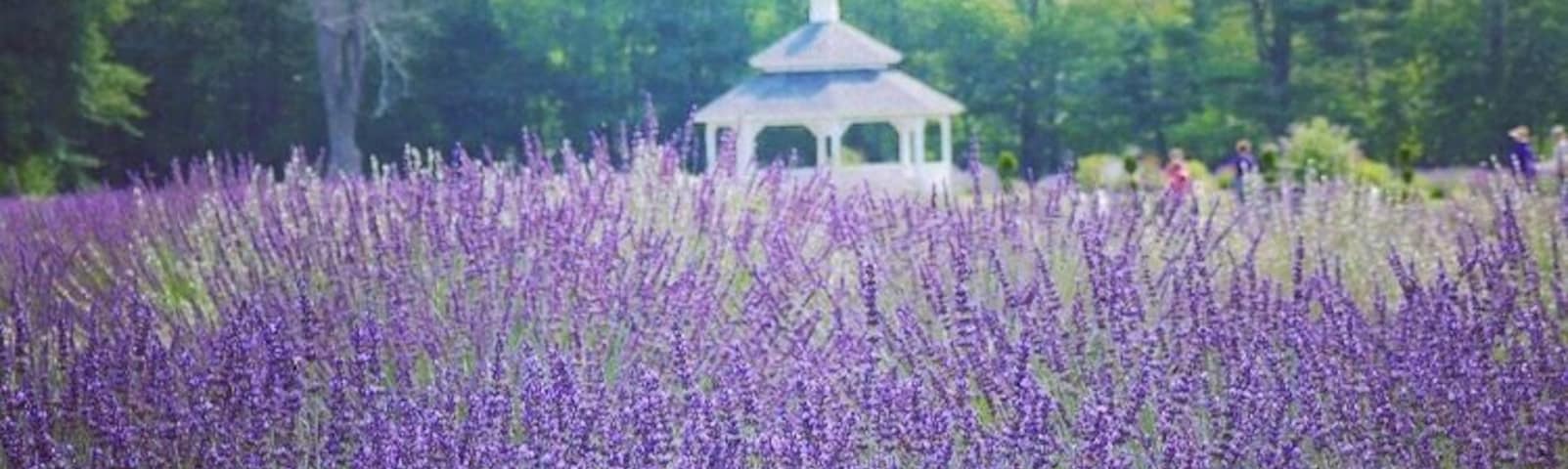 Great place to visit and walk around. They have some amazing Lavender products for sale.