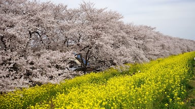 Um campo de flores amarelas com cerejeiras ao fundo.