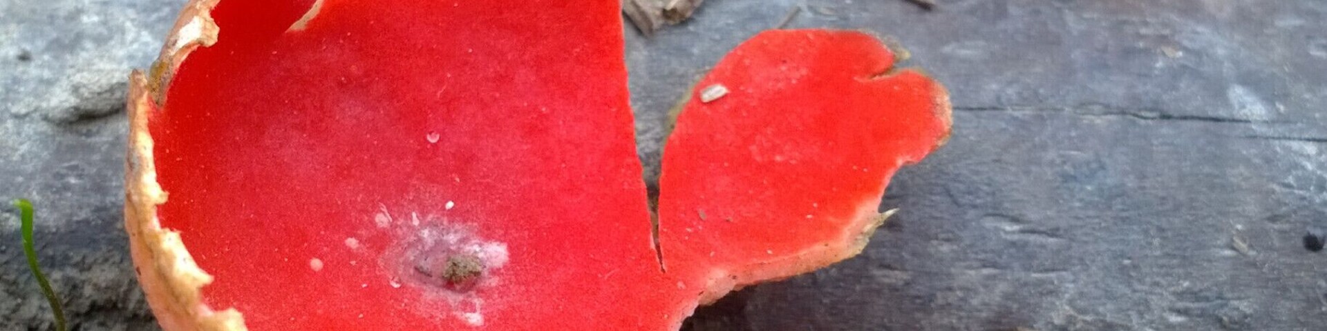 It's broken, but I think this might be scarlet cup fungus (Sarcoscypha coccinea).
Ramser Arboretum has five miles of hiking trails are laid out across 680 acres.
Named after farmer Russell Ramser. Russ began converting his farm from a cattle operation to hardwood trees, and by his death in 1996 had planted over 150,000 trees.