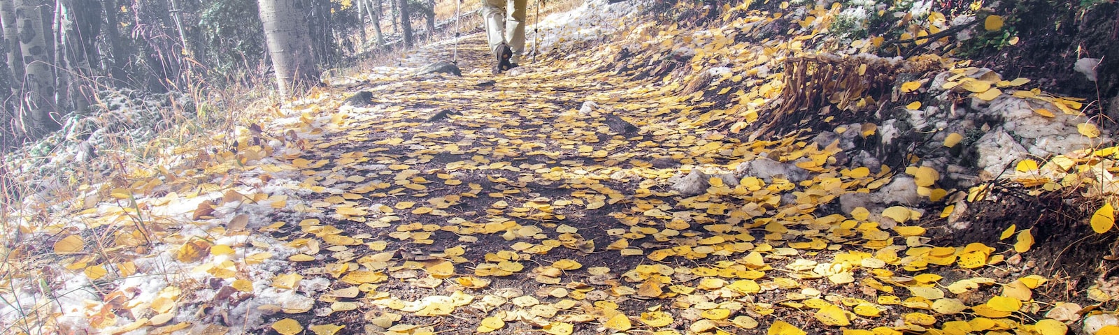 A snowy, foggy, chilly descent of Bergen Peak. With the first snowfall of the season, the aspen leaves came down in a hurry.