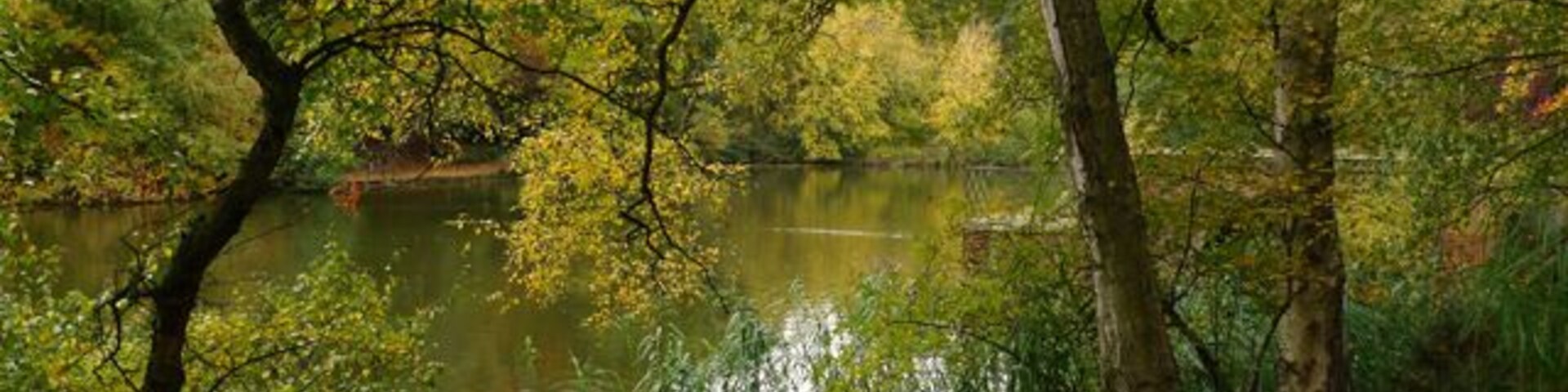 Um lago tranquilo rodeado por árvores e vegetação.