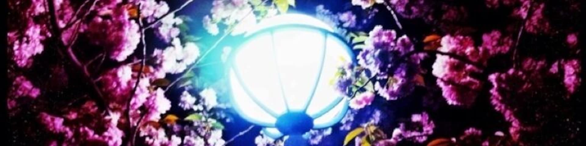 Spring time - Night time.
Cherry trees are in bloom =)