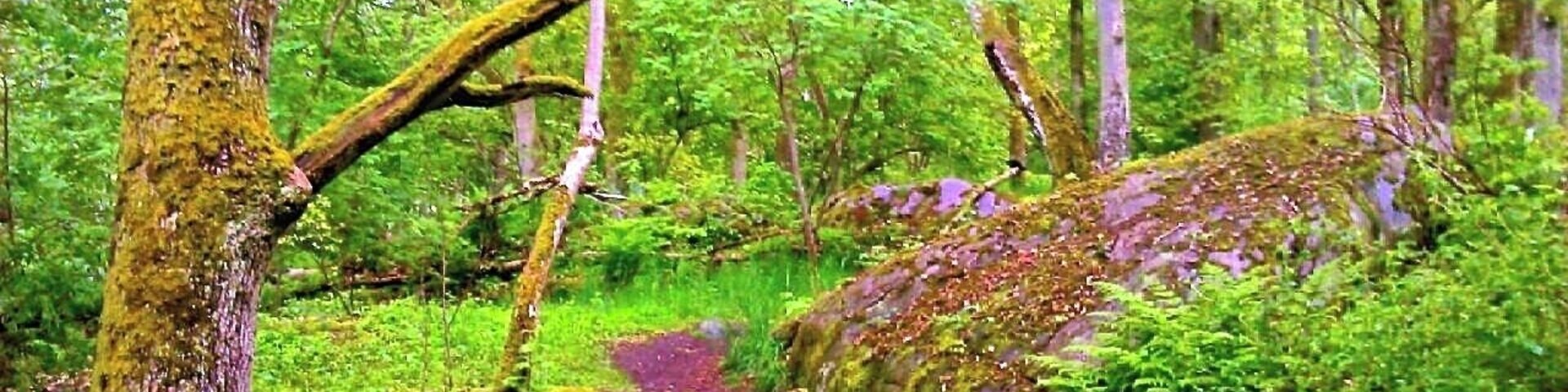 Uma floresta com um tronco de árvore coberto de musgo, um caminho roxo e folhagem verde exuberante.