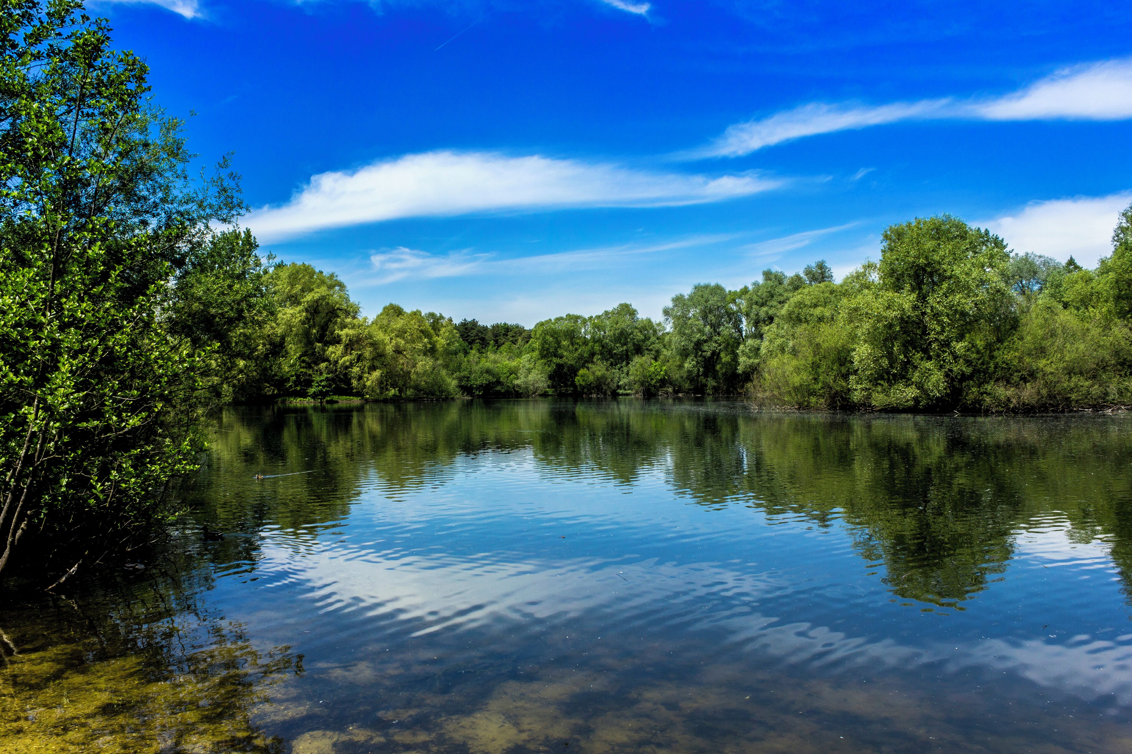 Um rio calmo cercado por árvores verdes densas sob um céu azul claro.