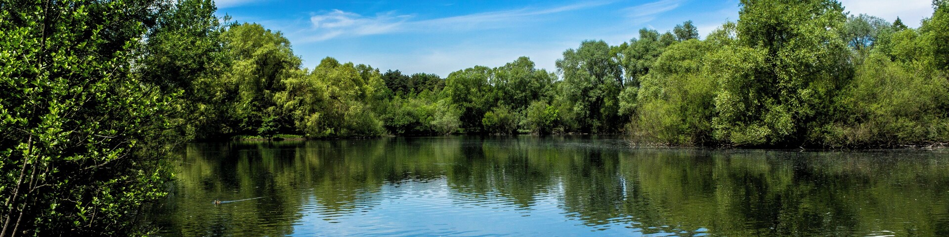 Um rio calmo cercado por árvores verdes densas sob um céu azul claro.