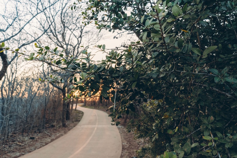 Uma estrada estreita ladeada por vegetação densa e árvores.