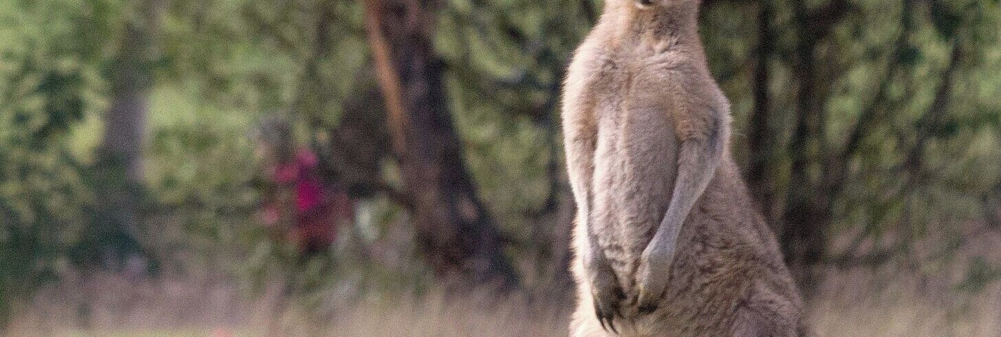 This was one of the best stops along the Great Ocean Drive. We'd read on a blog that this was a small detour but totally worth it as we could see kangaroos up close and literally in the wild.
#EndlessSummer