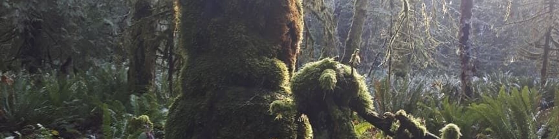 Elders is another hidden gem on Gabriola. A beautiful loop walk through some truly amazing old trees. You can also get to a really pretty waterfall which only runs when there has being enough rainfall. #mybackyard