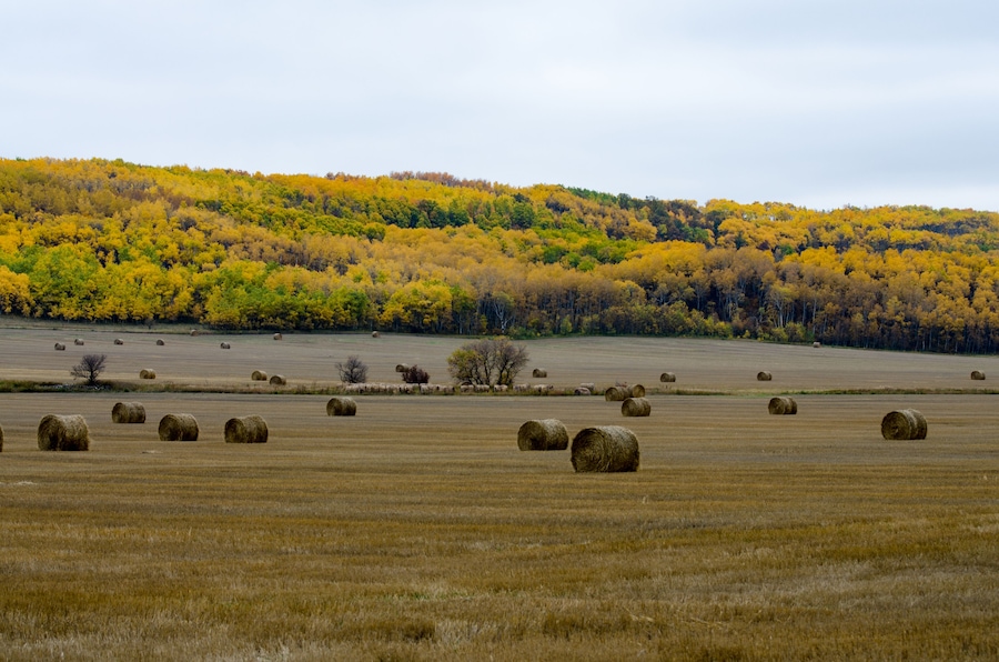 Um campo com fardos de feno e uma floresta com árvores de folhagem outonal.