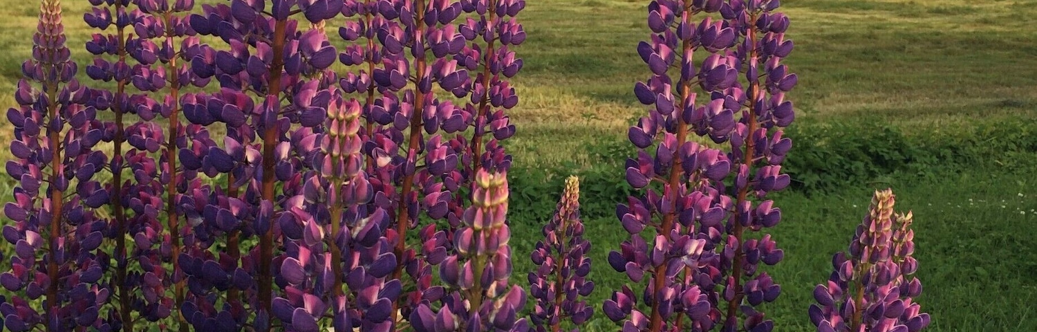 Lupins cold and standing still over a backdrop of recently bailed hay.