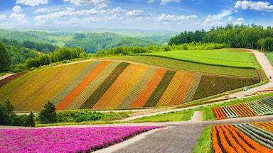 Paisagem agrícola colorida com fileiras de plantações e uma estrada de terra.
