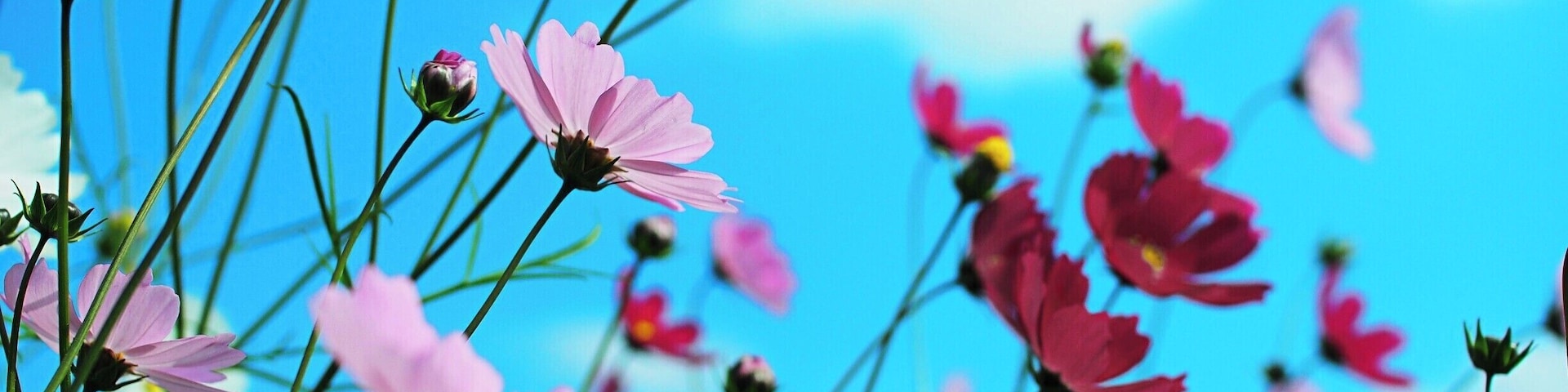 This is a beautiful garden will with acres of land overlooking the pacific ocean. They specialize in roses that bloom from January - May. They have a small area dedicated  to hibiscus and have a variety of flowers throughout the garden. You can rent 1 of 5 cottages that have a spectacular view of the ocean and the cosmo fields ( shown here) that bloom in January or you can set up a tent in their small camping area that has picnic benches, outdoor grills and sinks.