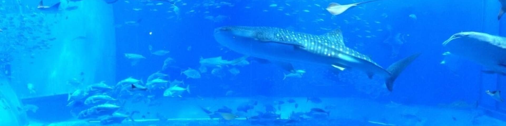 One of the biggest tanks in Japan.