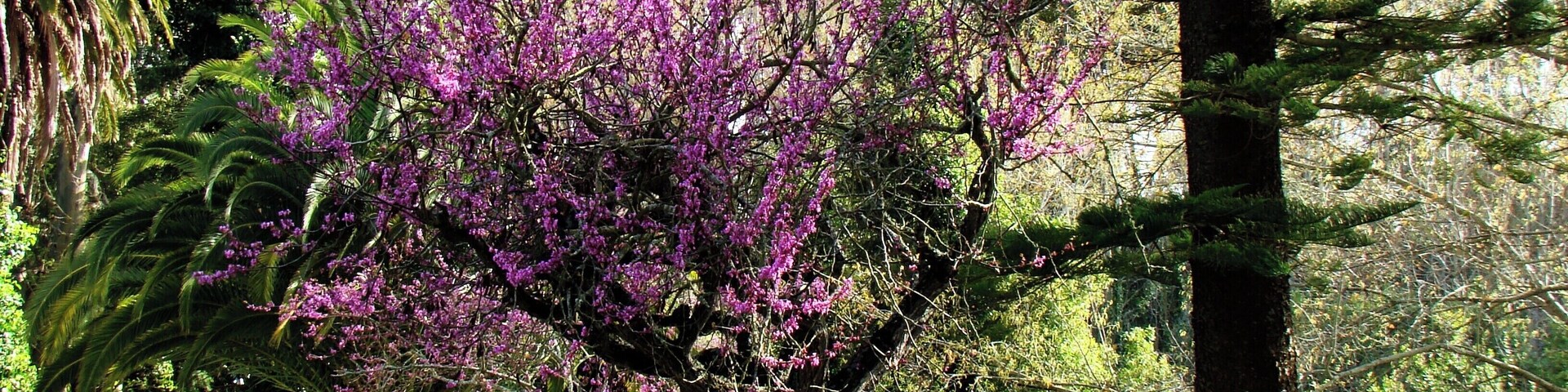 Um jardim com uma árvore grande florida em roxo, arbustos bem aparados e uma palmeira.