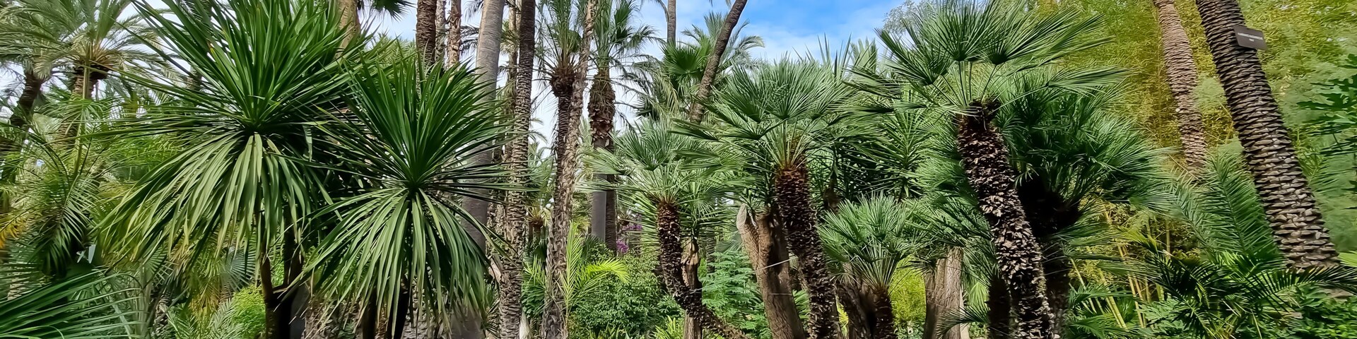Um jardim exuberante com altas palmeiras, folhagem verde densa e um céu azul límpido.