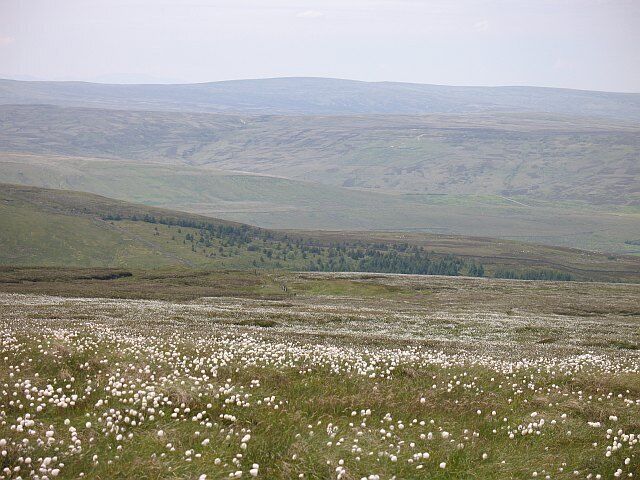 Um extenso campo de flores brancas com colinas ondulantes ao fundo.
