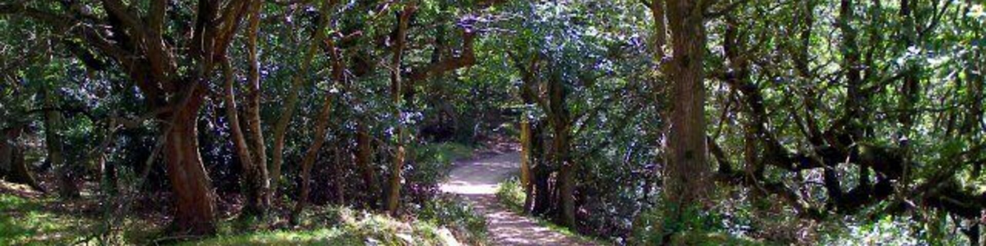 Castle Hill Lane, Burley, New Forest. Castle Hill Lane runs roughly north-south along the western edge of the privately owned land at Burley. This view is looking south as you descend from the eponymous castle (a small univallate Iron Age hillfort) towards Black Bush.