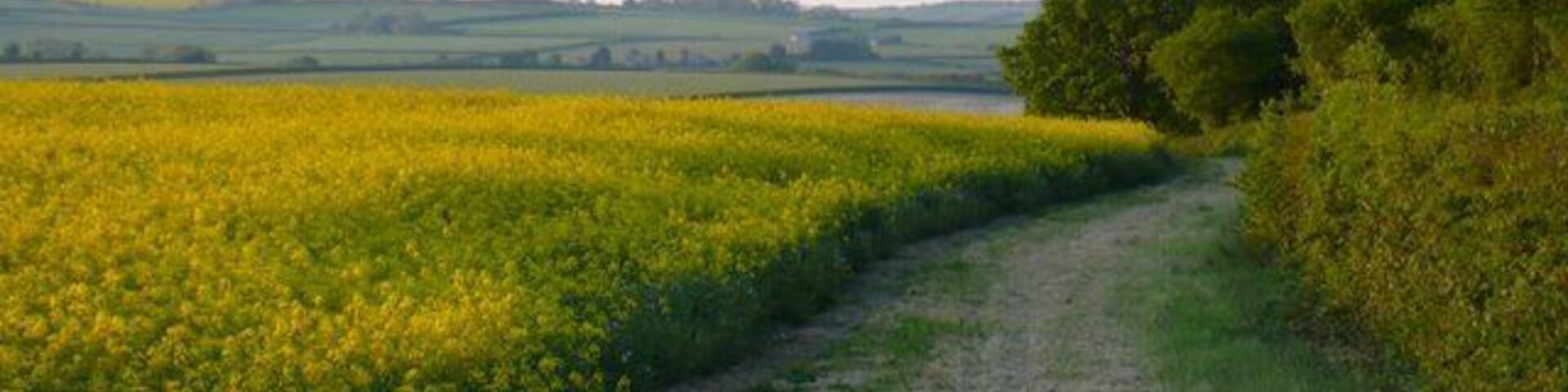 Field of rape near Puddletown The farmer has kept a narrow margin of land free from crop along the hedge row.