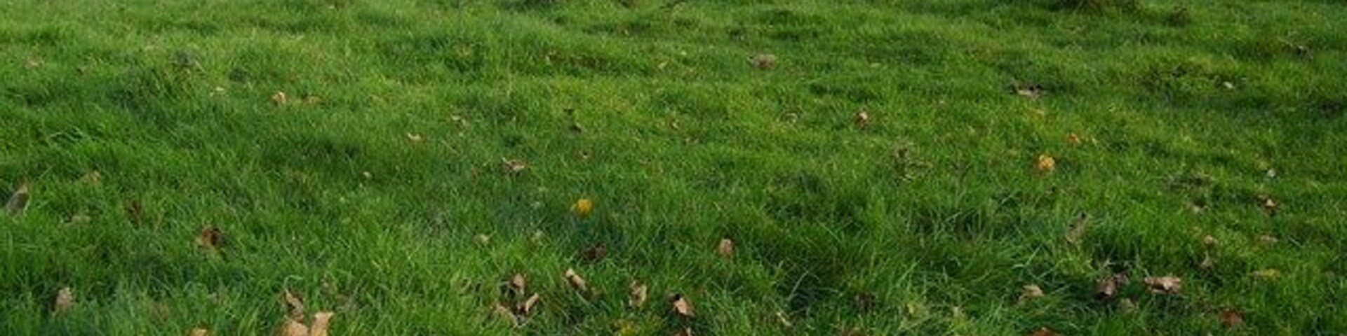 Um campo gramado com folhas espalhadas e um pequeno monte ao primeiro plano.