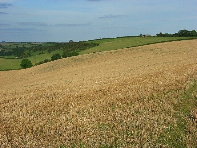 Campo dourado de trigo com colinas ondulantes e árvores ao longe sob um céu claro.
