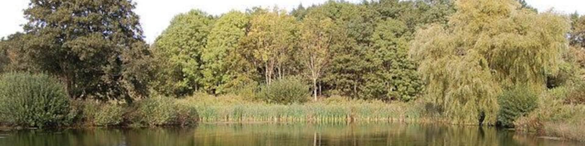 Pond near Aller Dorset