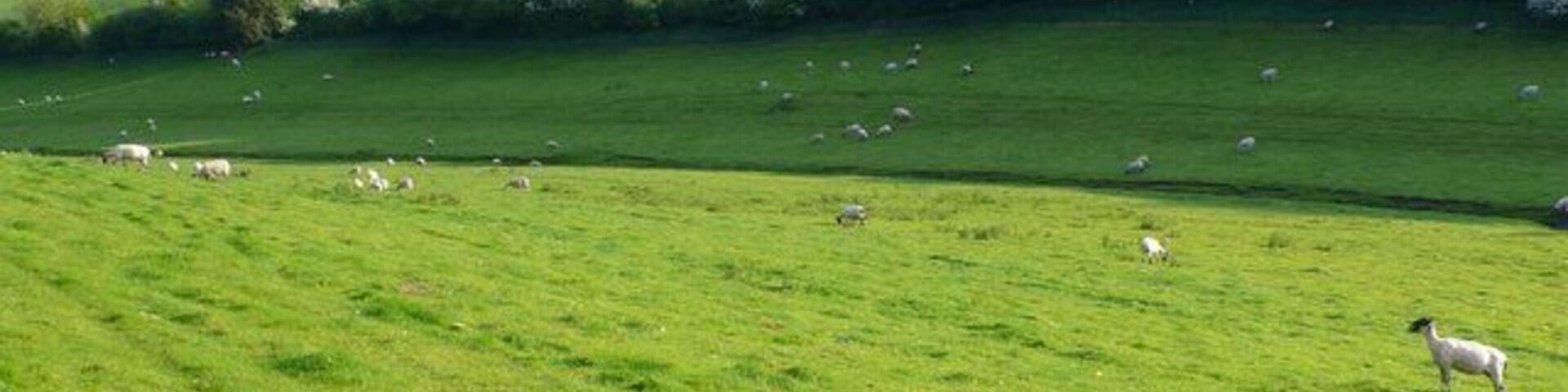 Sheep near Cheselbourne View south along the valley just north of the Manor House in Cheselbourne.