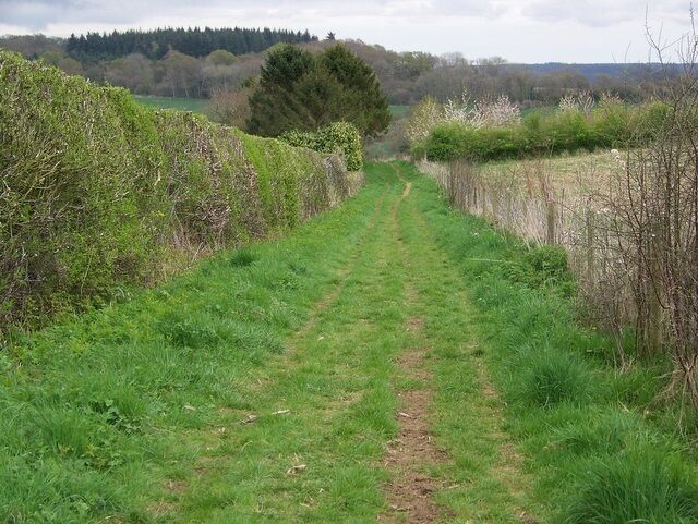 Um caminho rural ladeado por sebes e campos, conduzindo a uma linha distante de árvores.