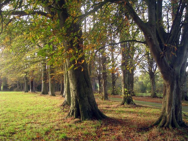 Uma floresta com árvores altas e um campo gramado.