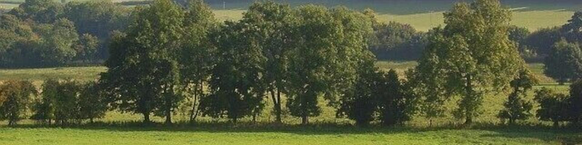 Pastures, Skirmett Looking across the Hambleden valley towards Goddard's Wood.