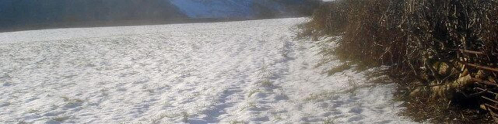 Um campo coberto de neve com um caminho que leva a uma árvore distante.