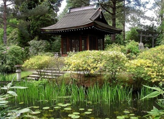 Um pavilhão japonês tradicional rodeado por vegetação exuberante e um lago com folhas de nenúfar.