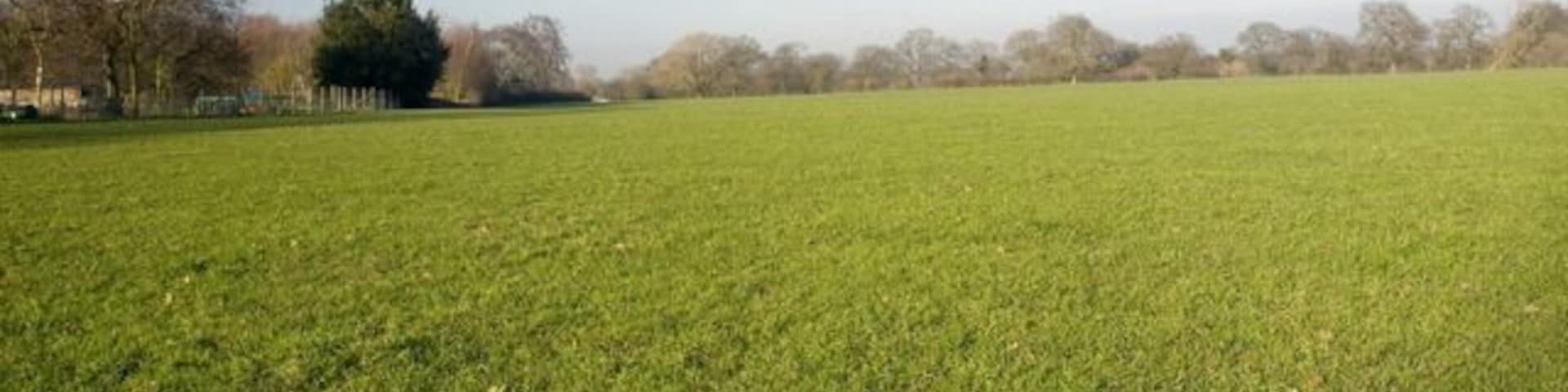 Um campo verde com árvores ao fundo.