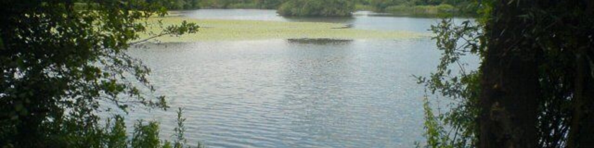 Leybourne Lake. Looking out over Leybourne Lake, an island with some trees can be seen in the distance.