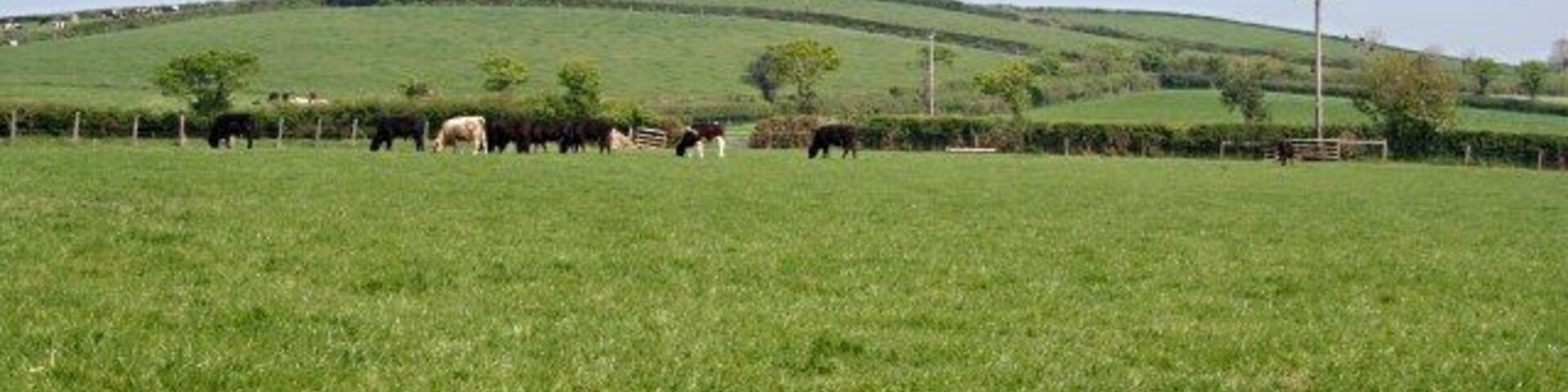 Um campo verde com um rebanho de gado pastando numa encosta.