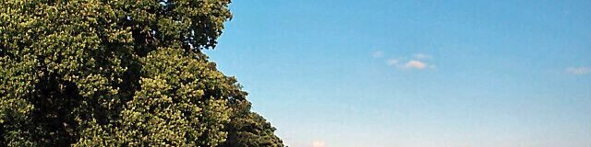 Uma grande árvore à esquerda, um campo ao centro e um céu azul límpido.
