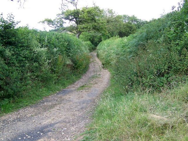 Um caminho estreito de cascalho cercado por vegetação densa e árvores.