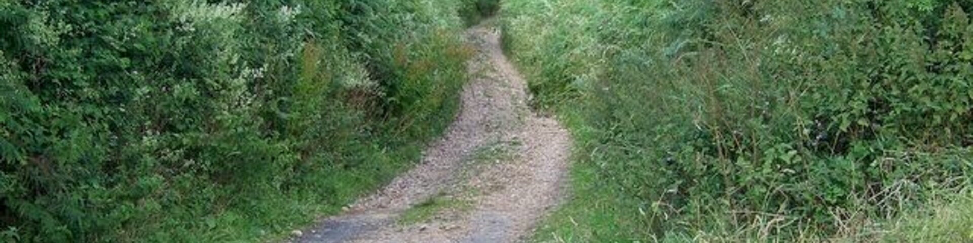 Um caminho estreito de cascalho cercado por vegetação densa e árvores.