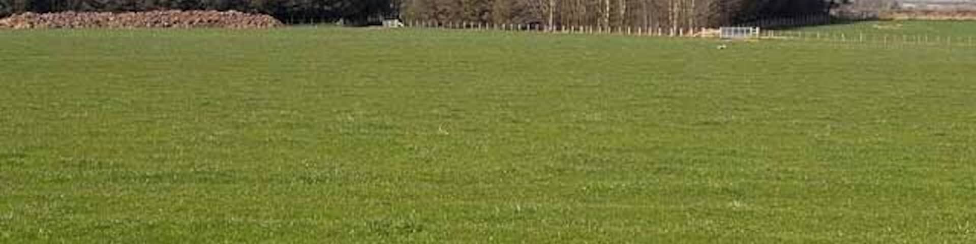 Um campo gramado com uma fileira de árvores ao fundo.