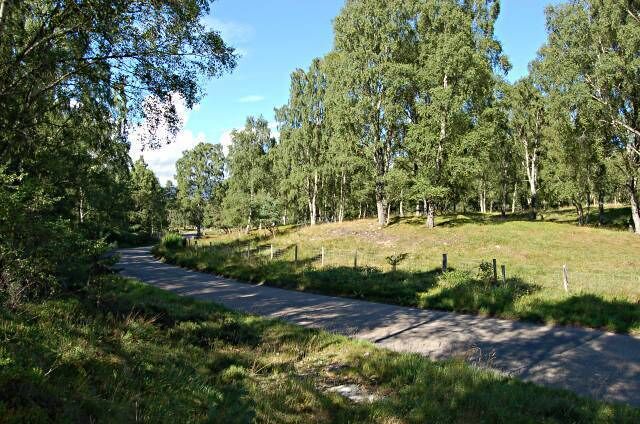Uma estrada sinuosa serpenteando por uma área arborizada, com árvores altas e colinas gramadas.