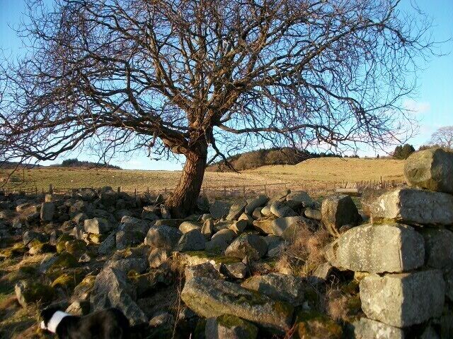 Uma árvore com galhos nus dentro de um muro de pedra.