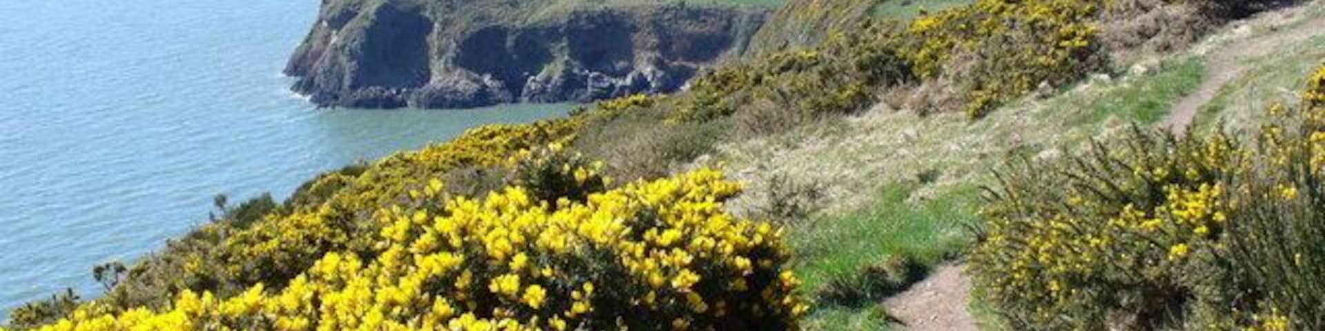 Castlehill Point from Barcloy Hill Coastal path with blooming gorse from Rockcliffe to Sandyhills with superb sea views. This is form Barcloy Hill looking to Castlehill Point with its prehistoric hillfort. Beyond is the mouth of Rough Firth.