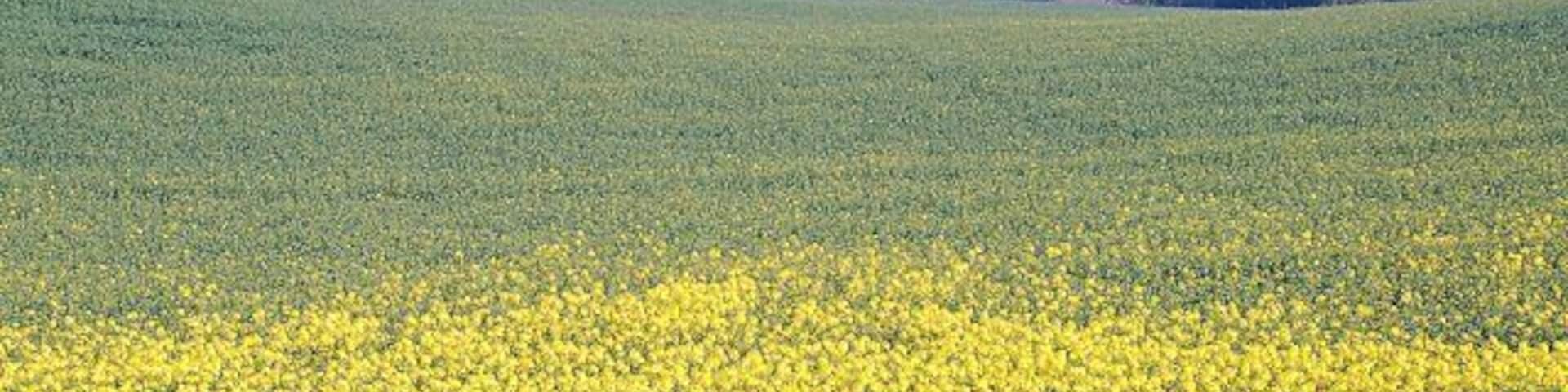 Towards Pilmuir Farmland by Lundin Tower with Pilmuir in the far distance on a hazy morning.