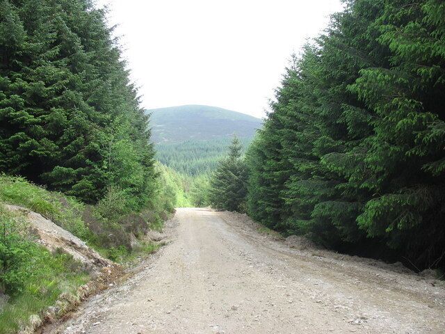 Uma estrada de cascalho ladeada por densas florestas perenes, conduzindo em direção a colinas distantes.