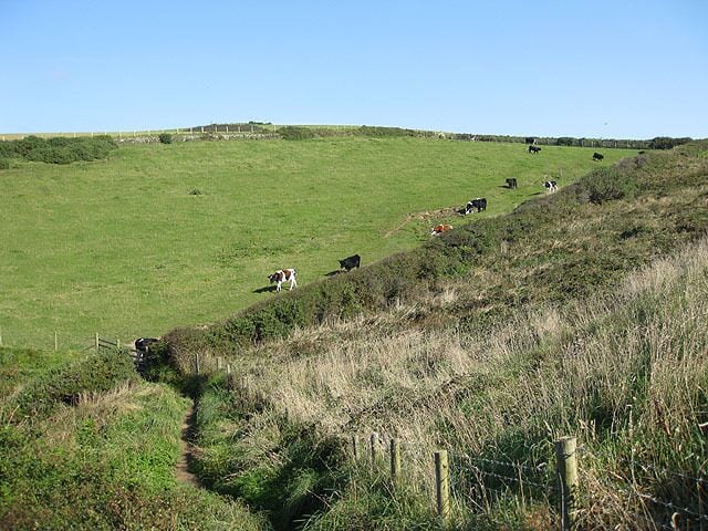 Uma colina gramada com vacas pastando, uma cerca e um céu azul límpido.