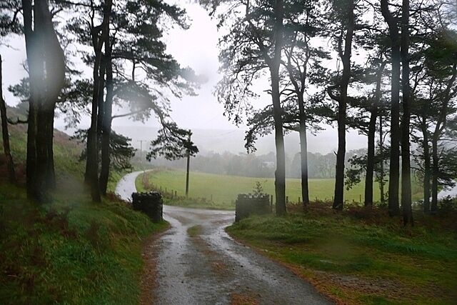 Uma estrada rural molhada, rodeada por árvores e um campo nevoento.