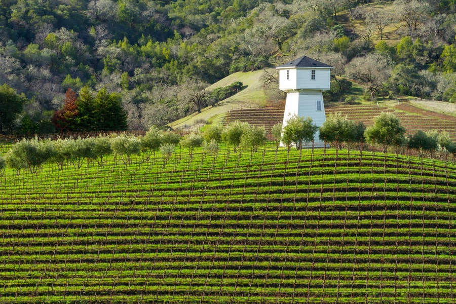 Uma torre branca numa colina, com vinhedos em socalcos em primeiro plano.